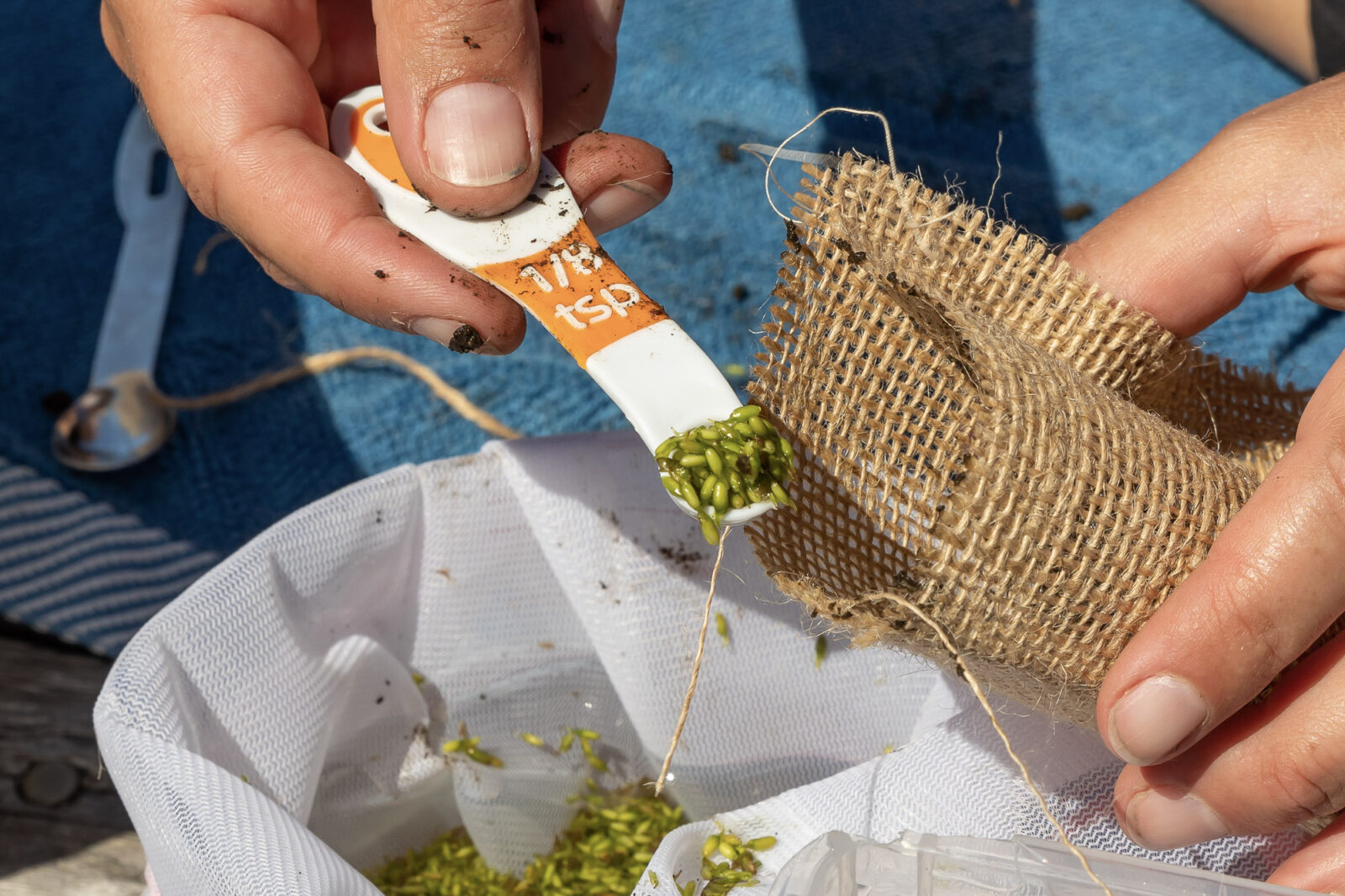 Restoration - Community Eelgrass Restoration Initiative