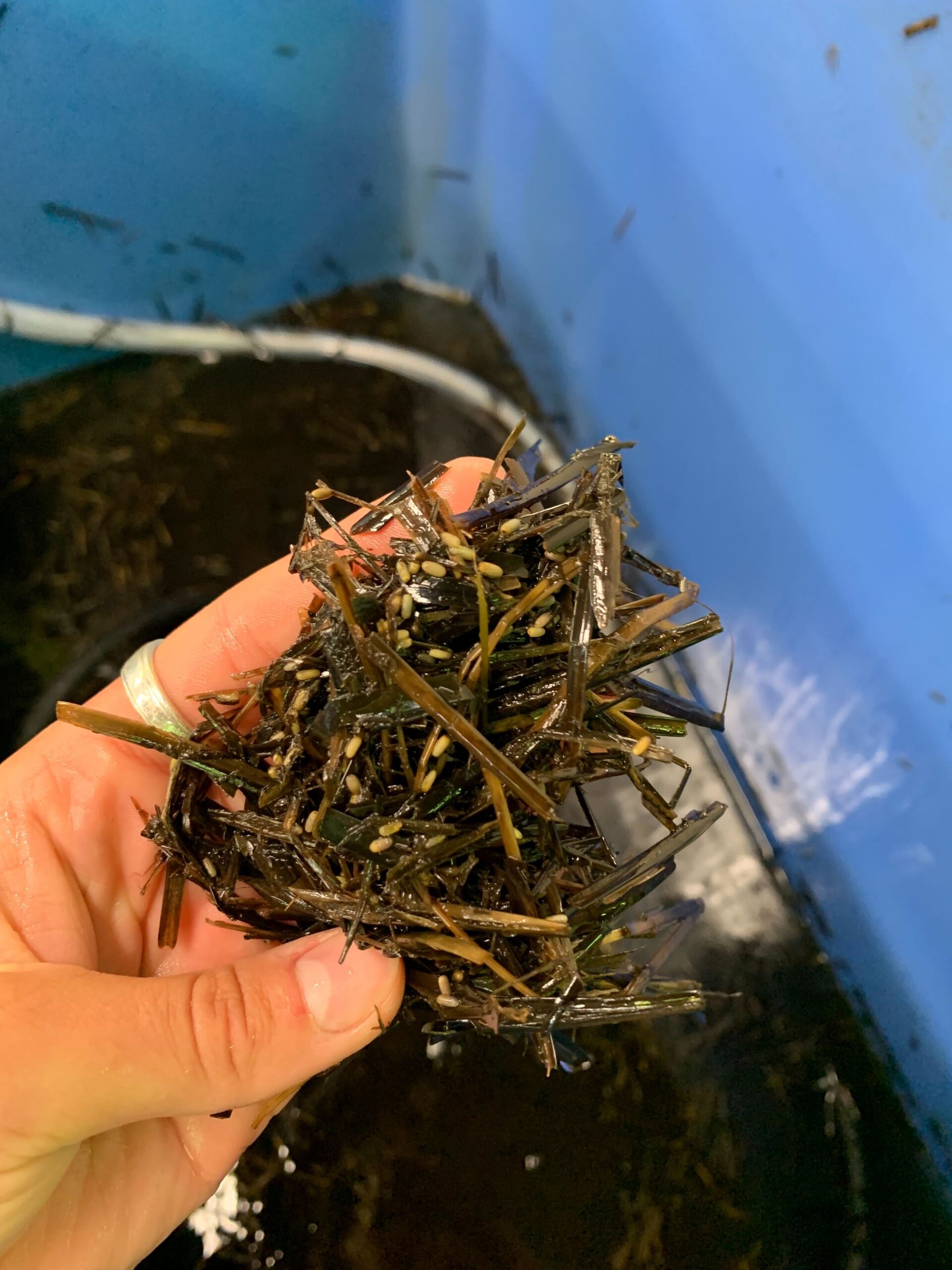 Experiments at Dalhousie Aquatron - Community Eelgrass Restoration ...